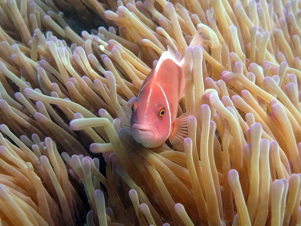 Clownfish & Sea Anemones | Pattaya Marine Life Thailand