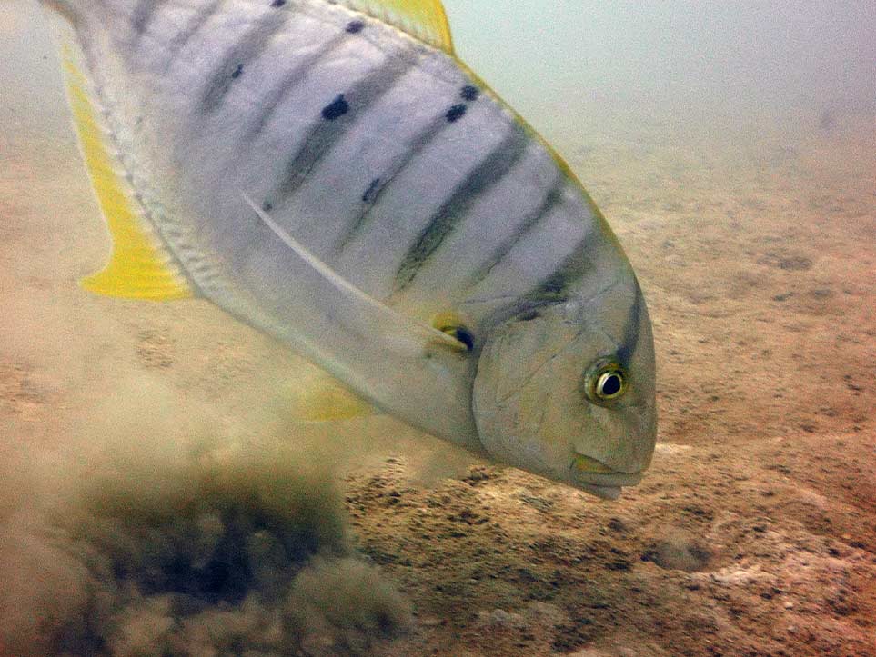 Trevally | Pattaya Scuba Adventures PADI Dive Centre