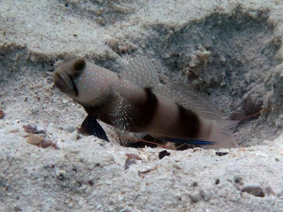 Watchman Goby | Pattaya Scuba Adventures PADI Dive Centre
